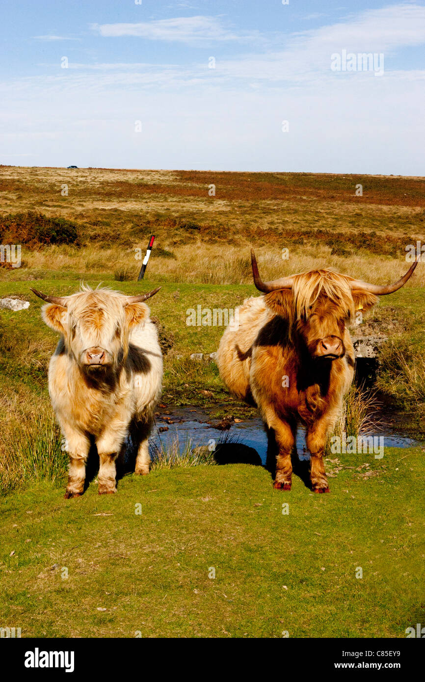 Long horned cows hi-res stock photography and images - Alamy