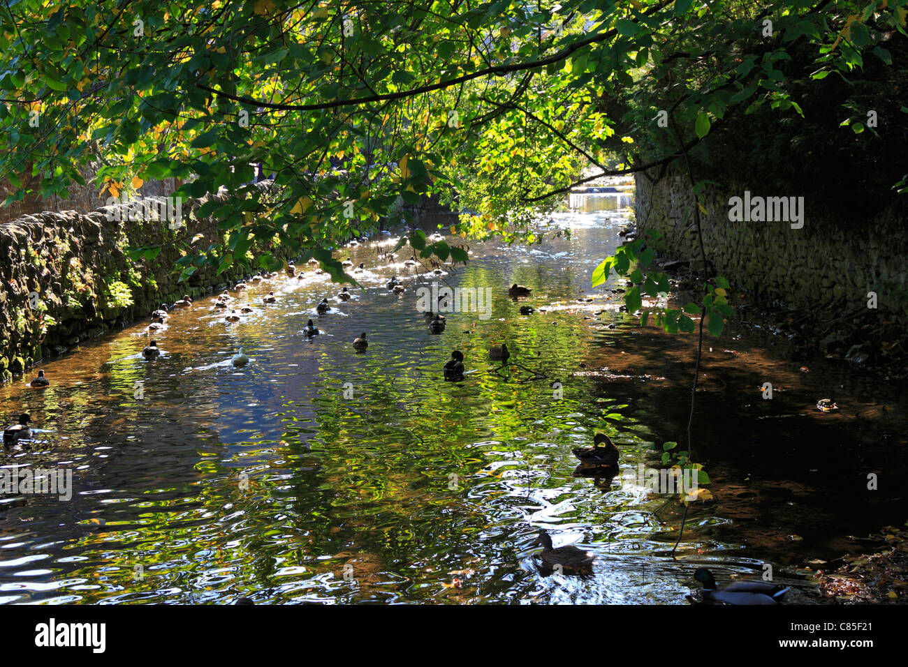 Ducks on Peakshole Water in Castleton, Derbyshire, Peak District ...