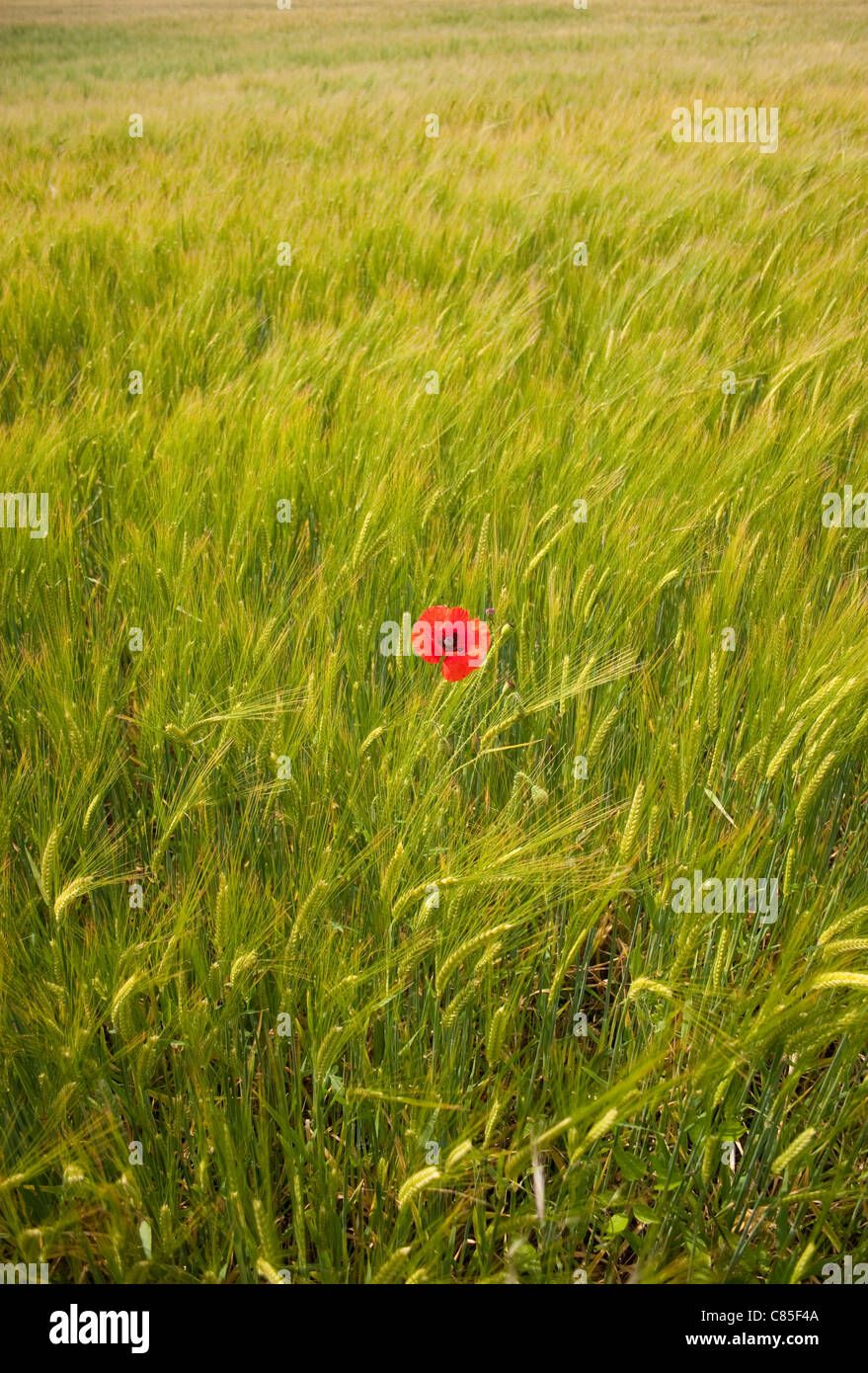 Poppy Crop High Resolution Stock Photography and Images - Alamy
