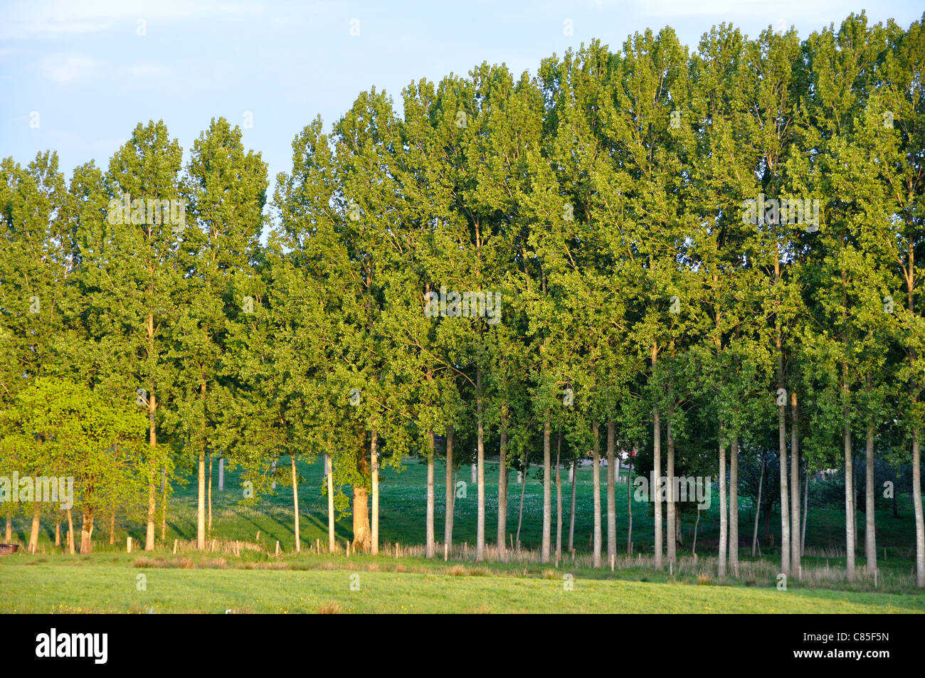 Meadow planted with poplars ((Populus sp Stock Photo - Alamy