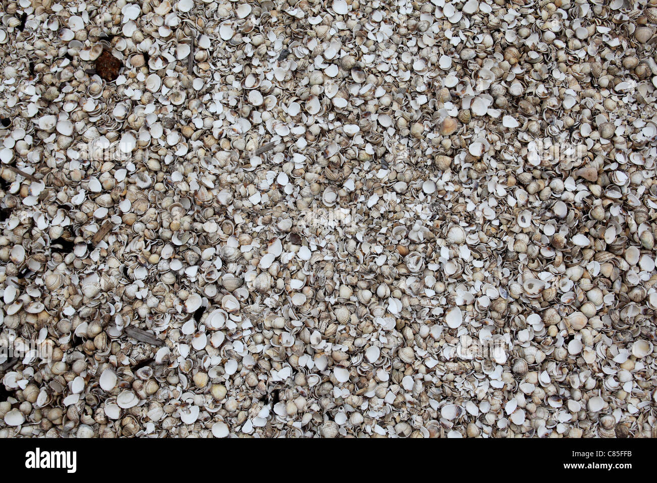 Ground shells hi-res stock photography and images - Alamy