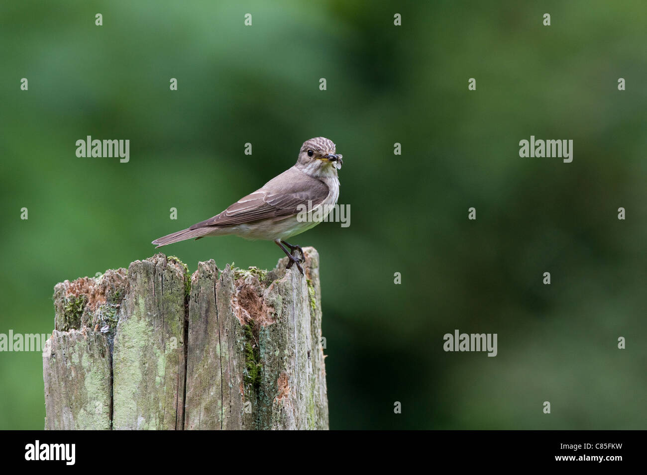Spotted Flycatcher with food for nestlings Stock Photo - Alamy