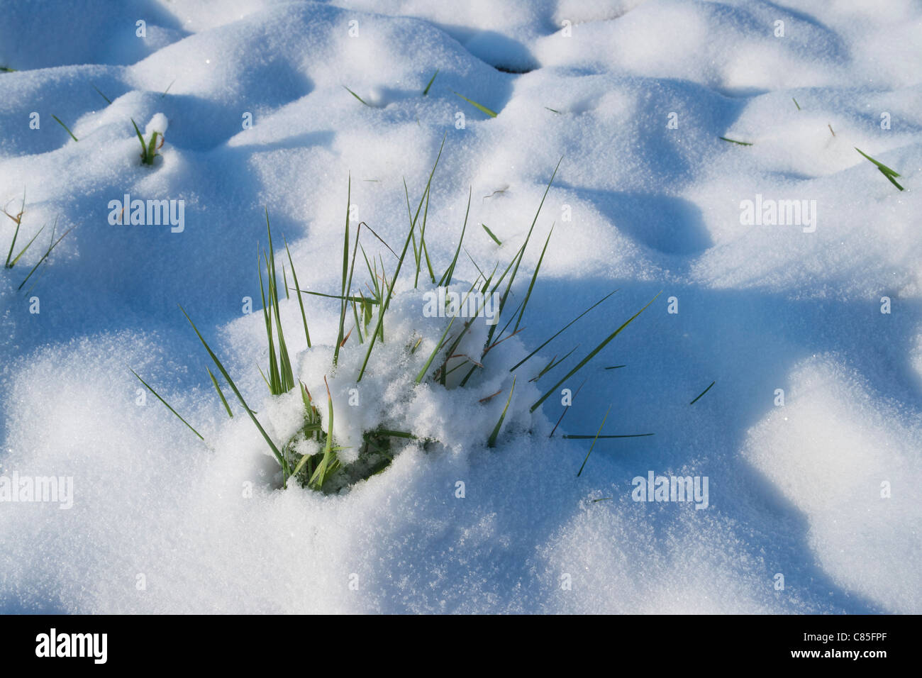 Grass through Snow Stock Photo - Alamy