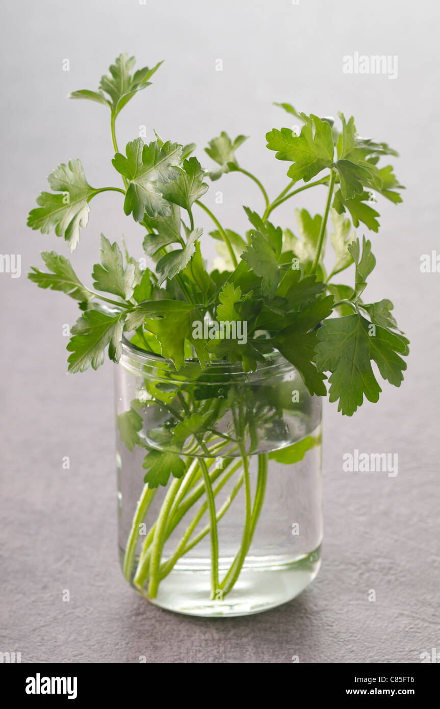 Cilantro in Glass of Water Stock Photo - Alamy
