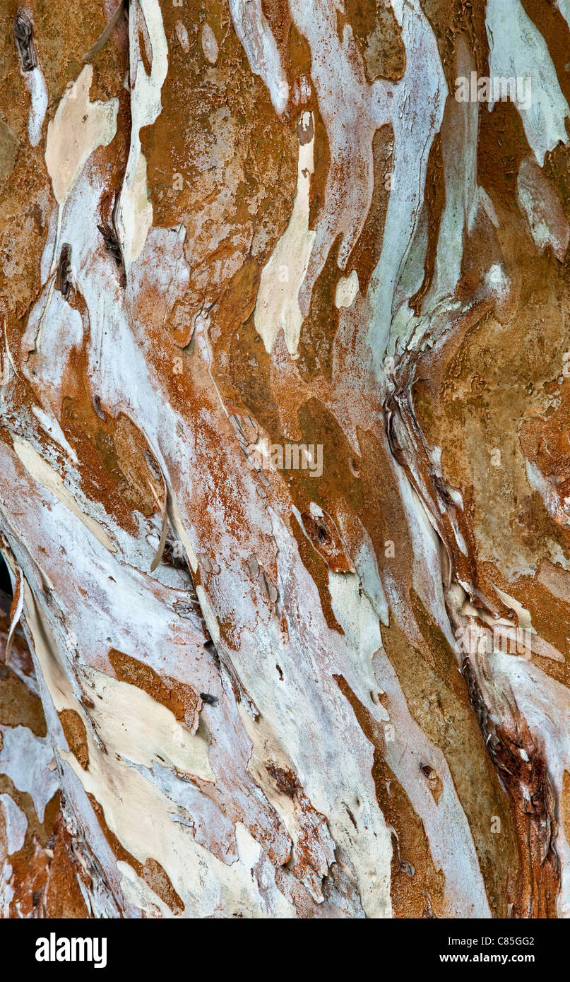 The peeling multicoloured bark of luma apiculata (Chilean Myrtle Stock ...