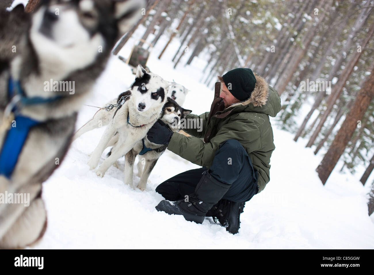 Man with Dog Sled, Frisco, Summit County, Colorado, USA Stock Photo - Alamy
