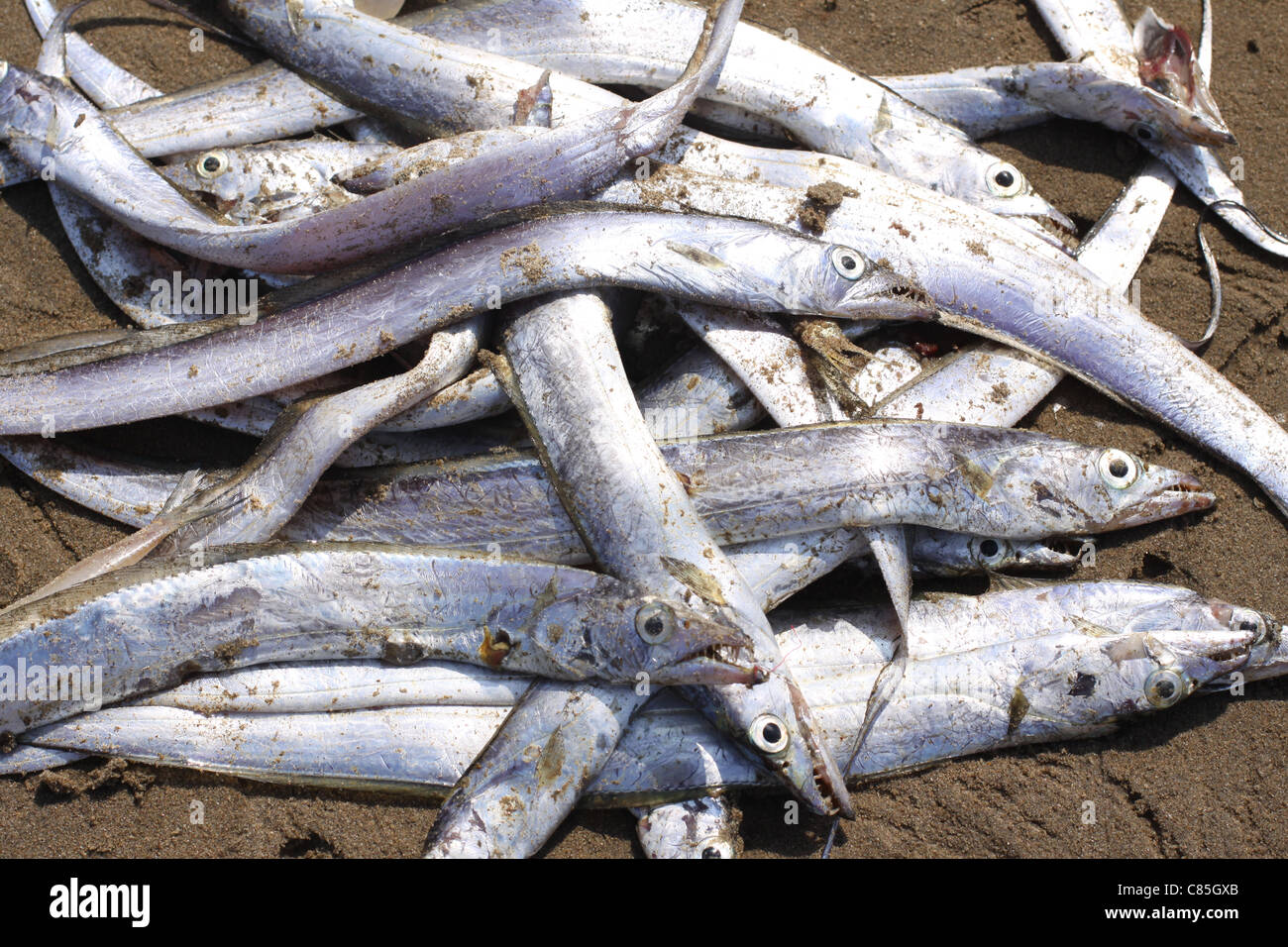 Fishing Fishes at Seashore Stock Photo - Alamy