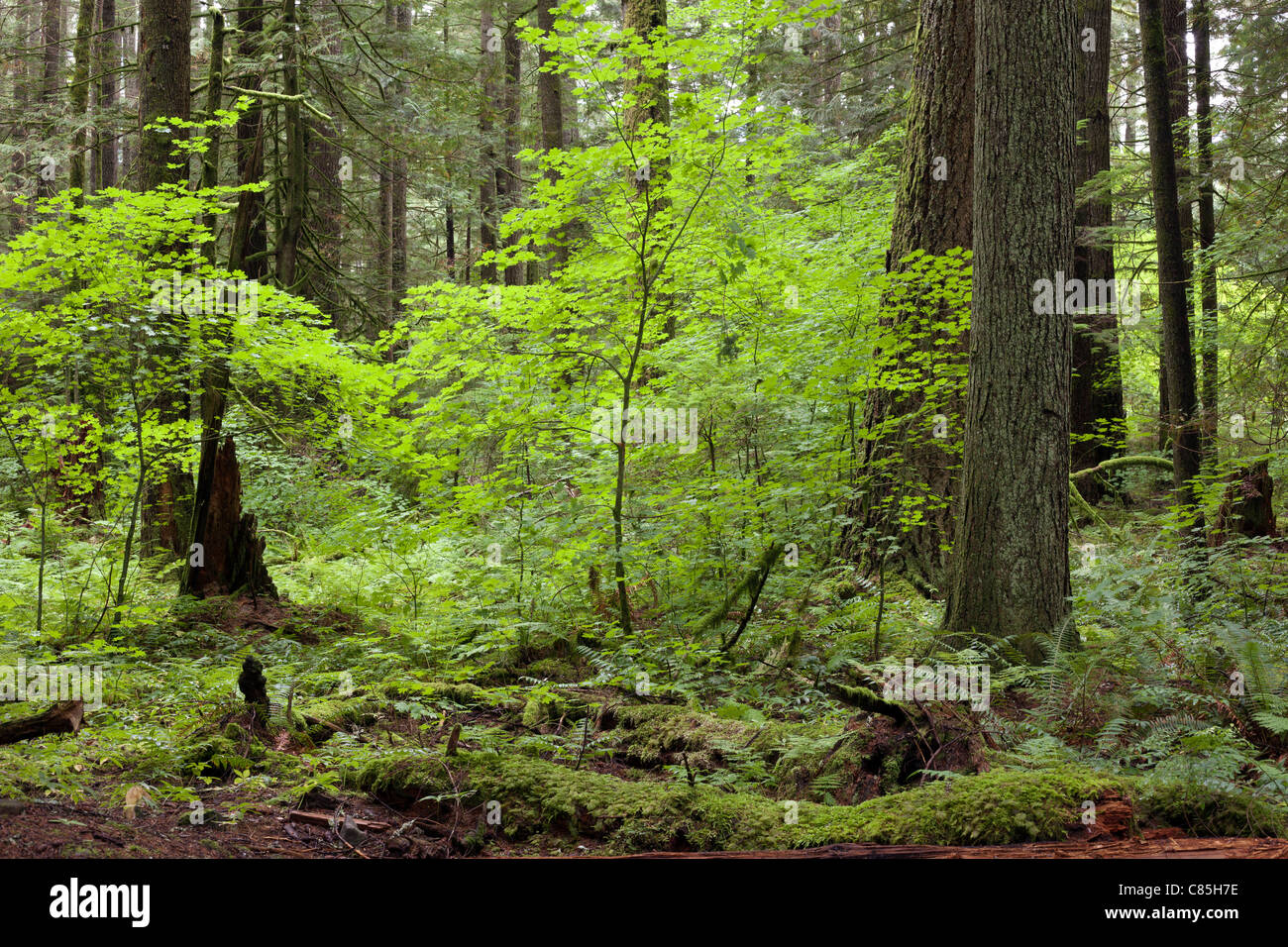 Virgin forest with high trees Stock Photo - Alamy
