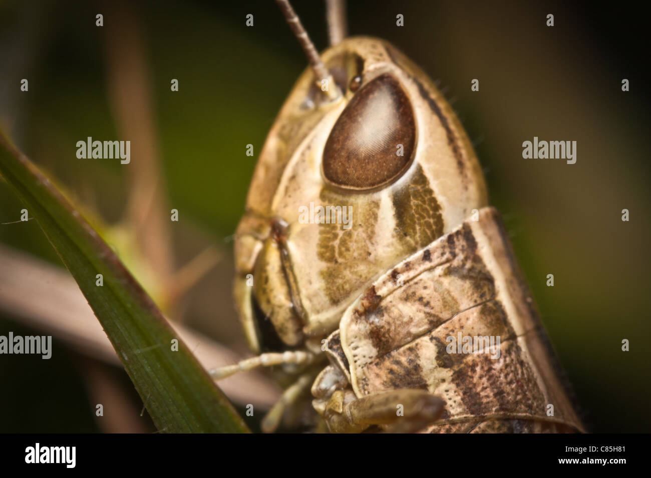 Grasshopper face hi-res stock photography and images - Alamy