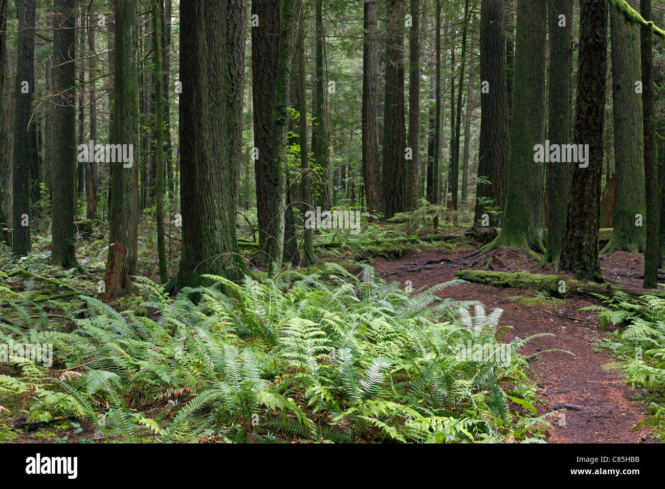 Virgin forest with high trees Stock Photo - Alamy