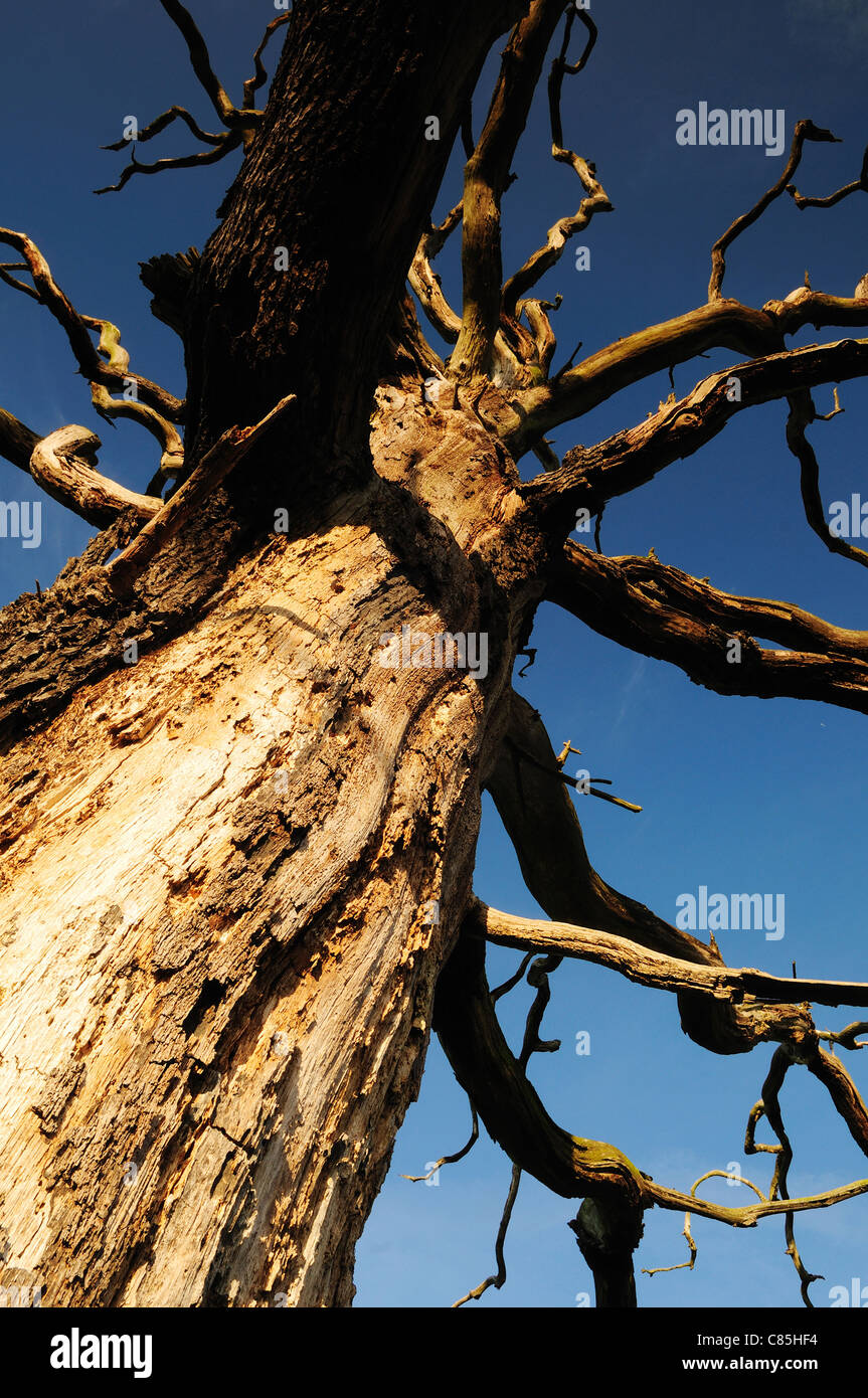 Dead Oak Tree Struck By Lightning Stock Photo - Alamy