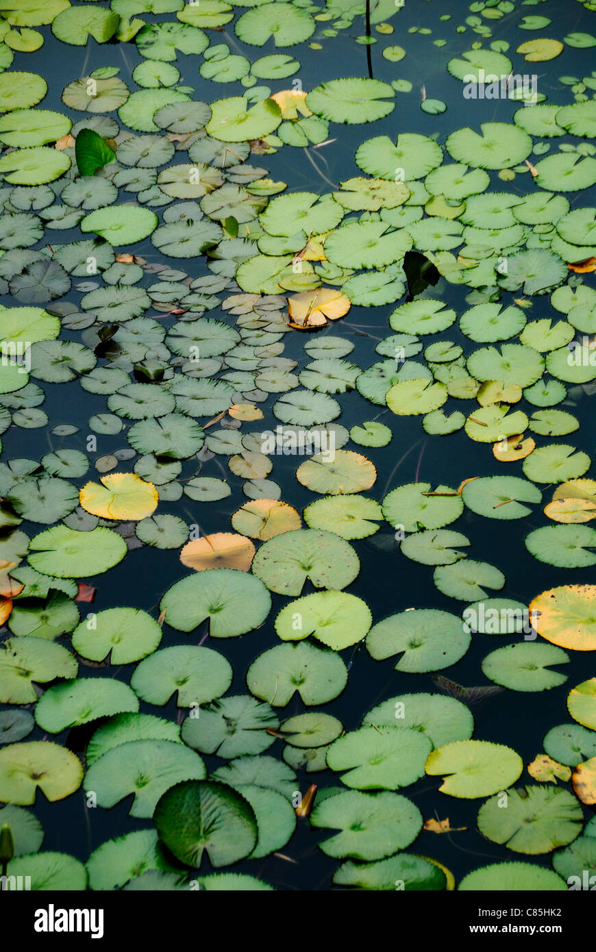 Lush green lily pads float hi-res stock photography and images - Alamy