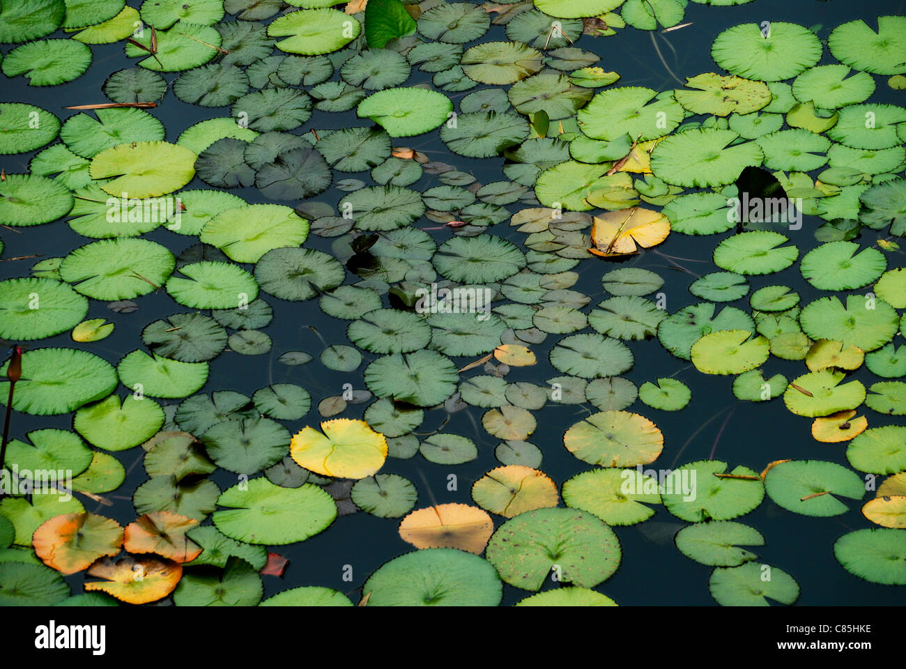 Colorful lily pads hi-res stock photography and images - Alamy