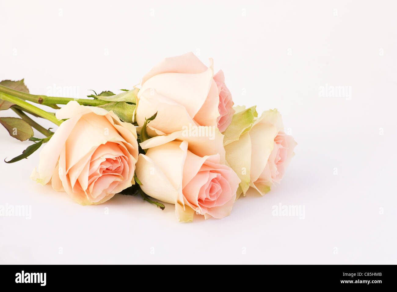 Pink roses on white background Stock Photo - Alamy