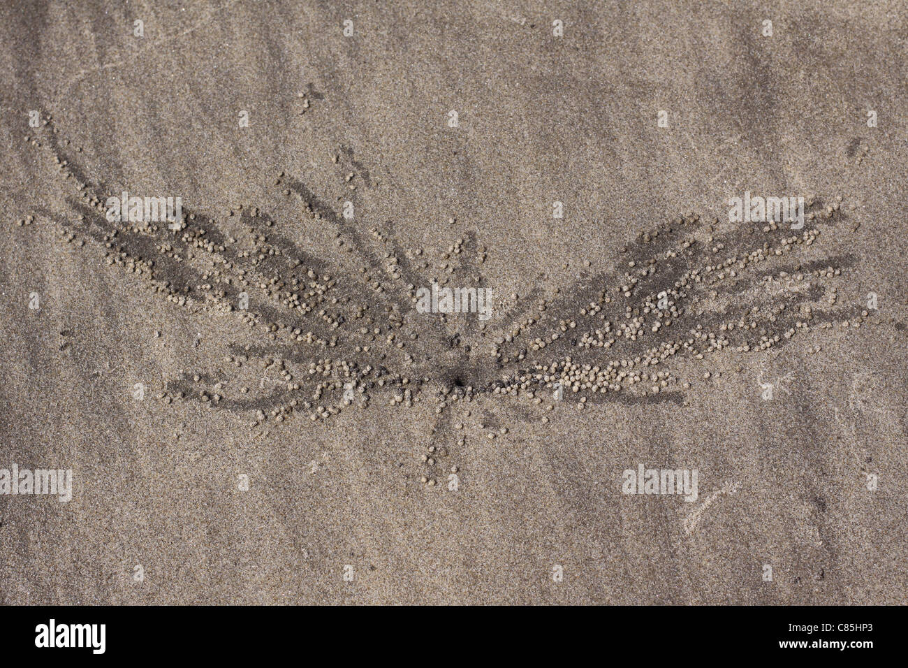 Sand Marks on seashore Stock Photo - Alamy