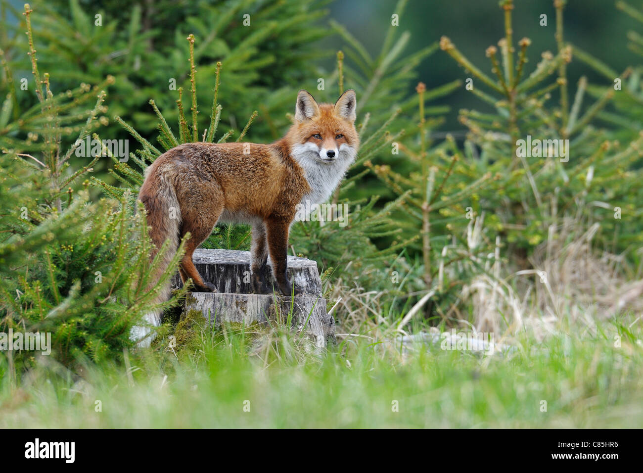 German Fox High Resolution Stock Photography and Images - Alamy