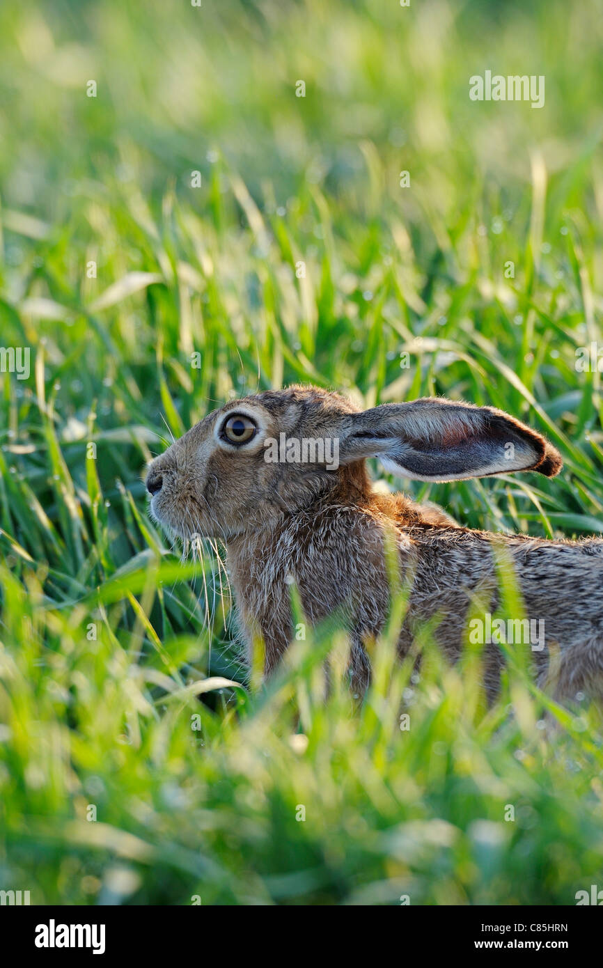 Individual hare hi-res stock photography and images - Alamy