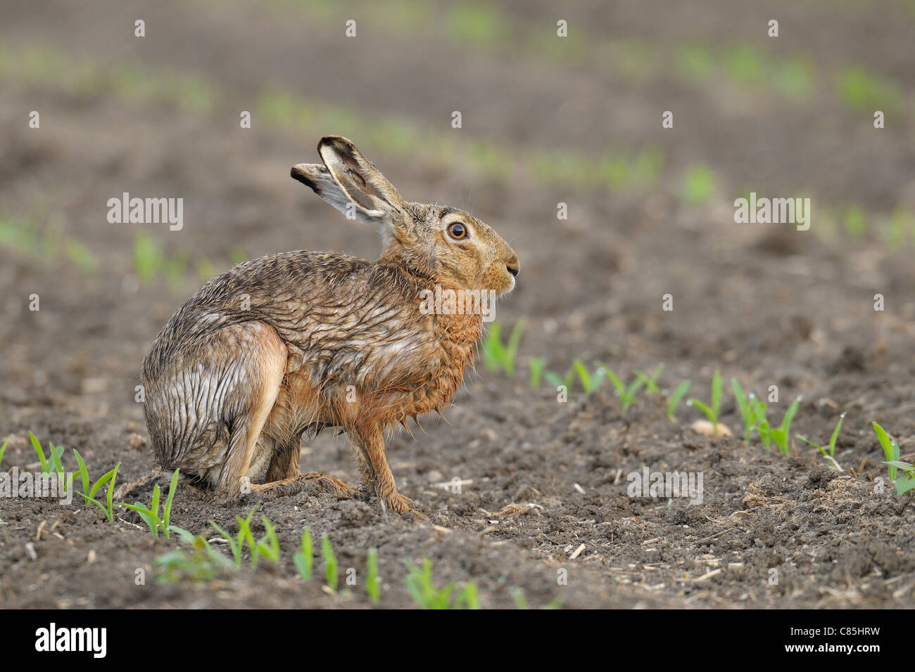 European Brown Hare, Hesse, Germany Stock Photo - Alamy