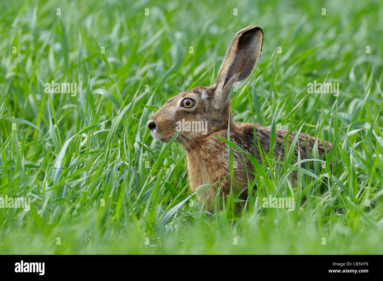 Individual hare hi-res stock photography and images - Alamy