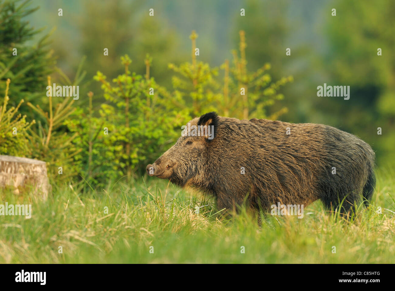Central european boar hi-res stock photography and images - Alamy