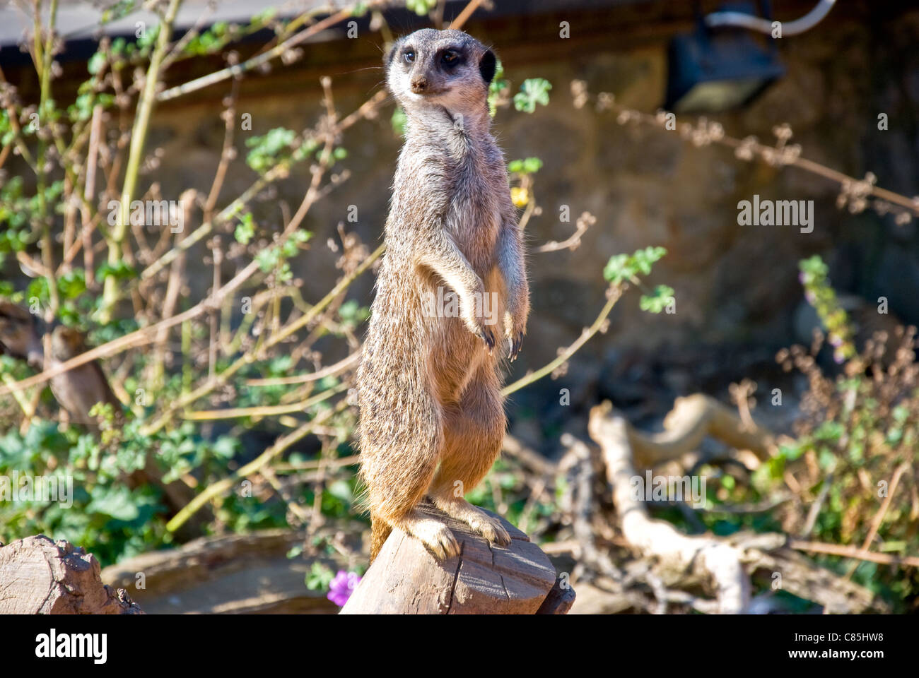 Meerkat photograph hi-res stock photography and images - Alamy