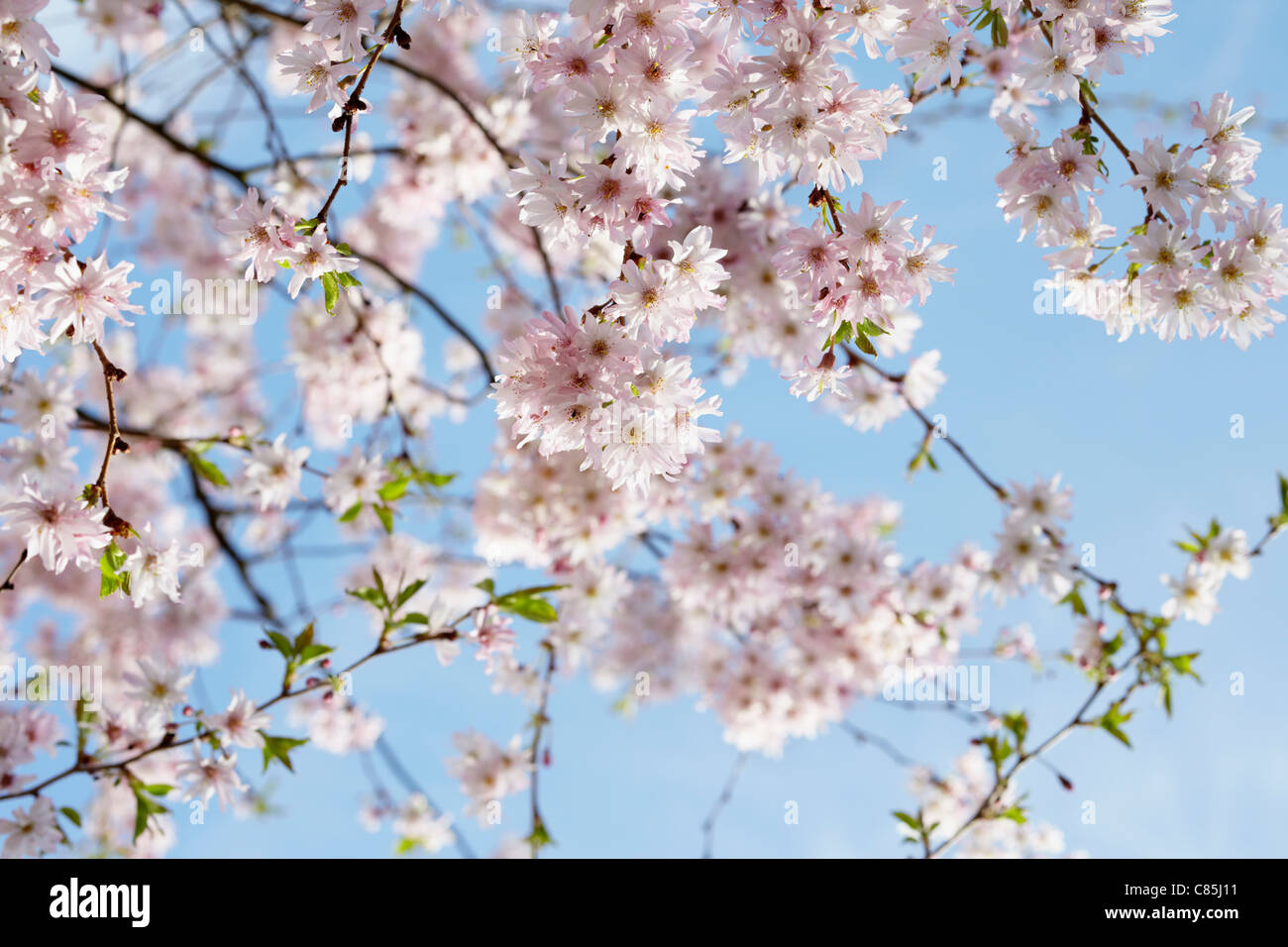 Cherry Blossoms, Hamburg, Germany Stock Photo - Alamy