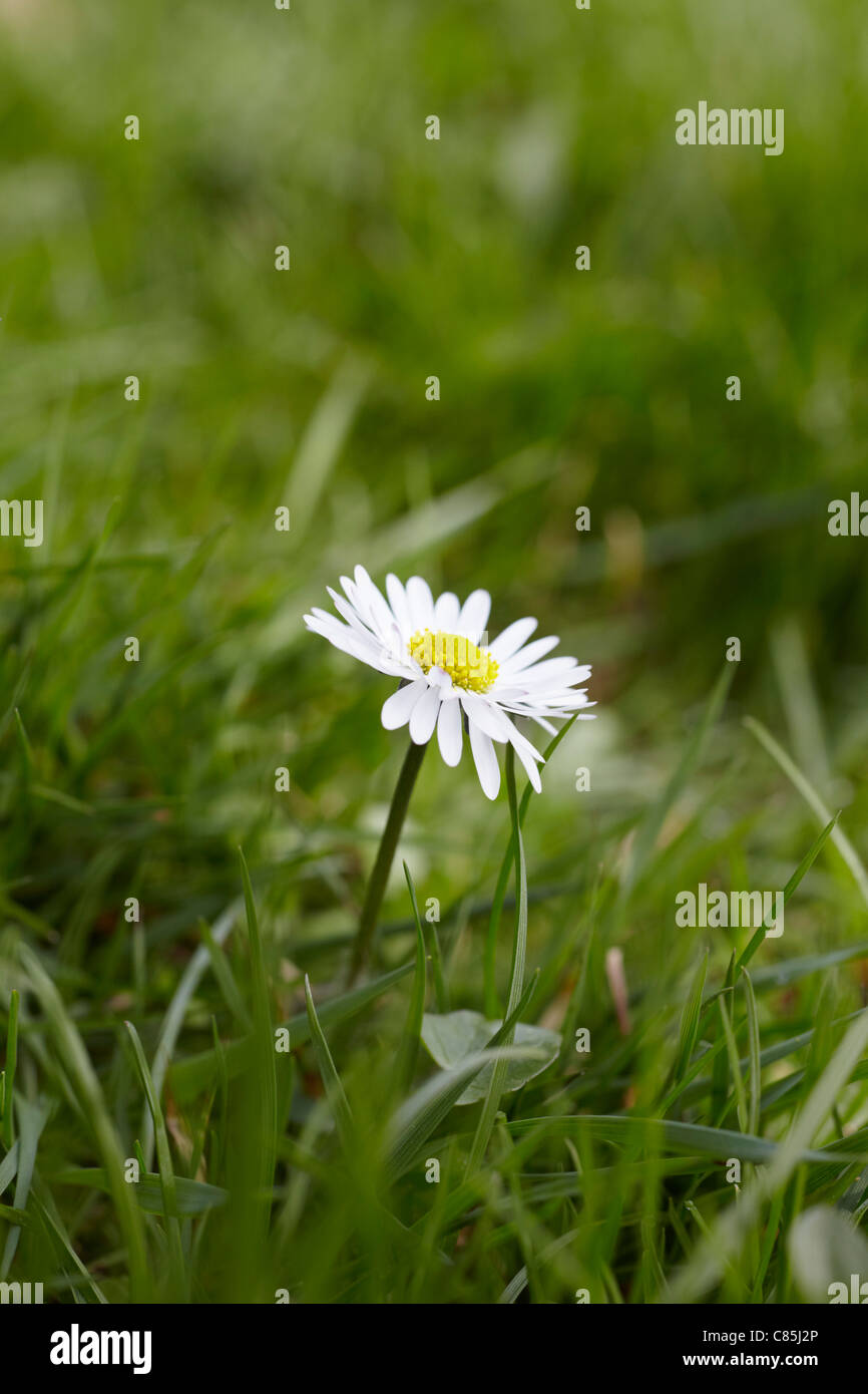 Daisy, Hamburg, Germany Stock Photo - Alamy
