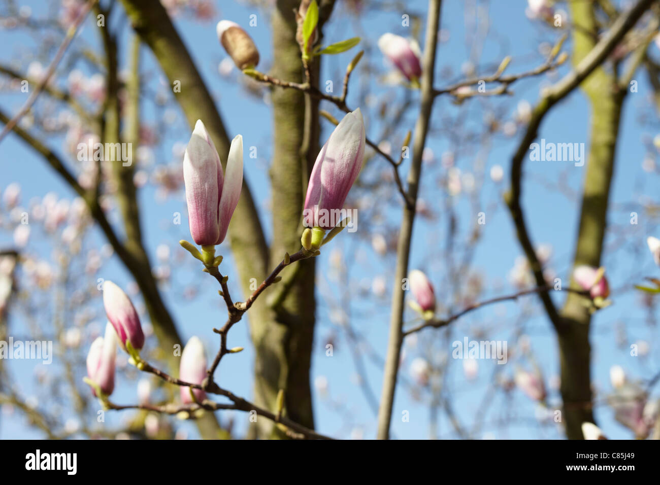 Magnolia tree without flowers hi-res stock photography and images - Alamy