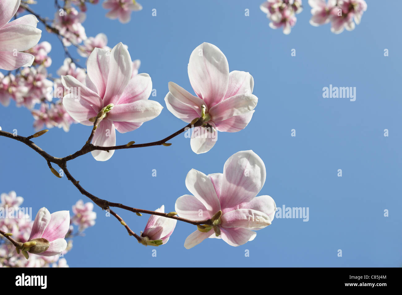Magnolia tree without flowers hi-res stock photography and images - Alamy