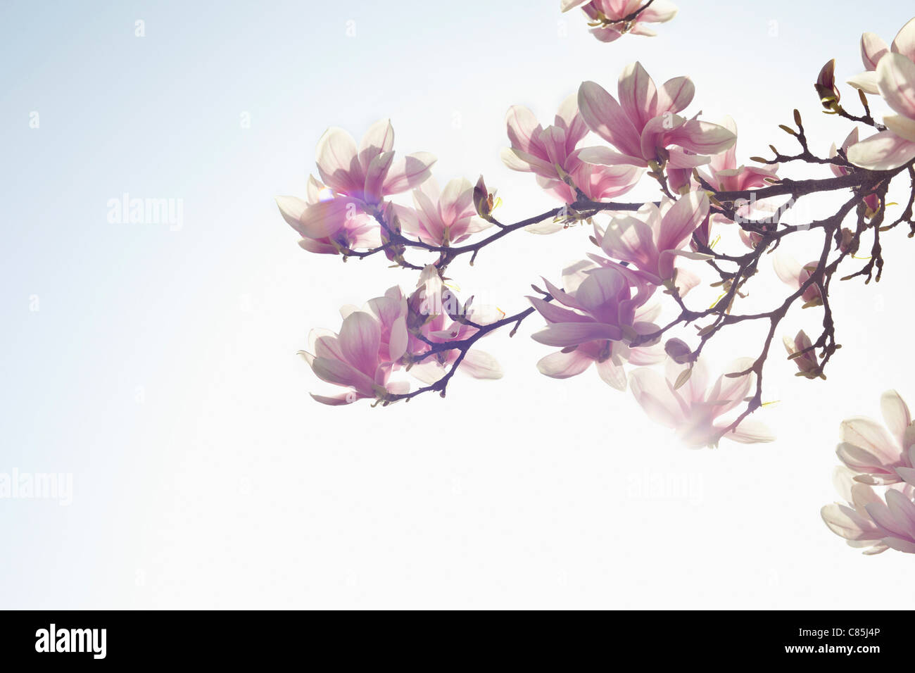 Magnolia tree without flowers hi-res stock photography and images - Alamy