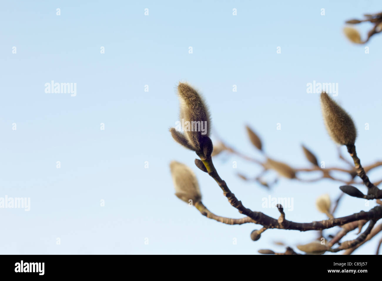 Magnolia tree without flowers hi-res stock photography and images - Alamy