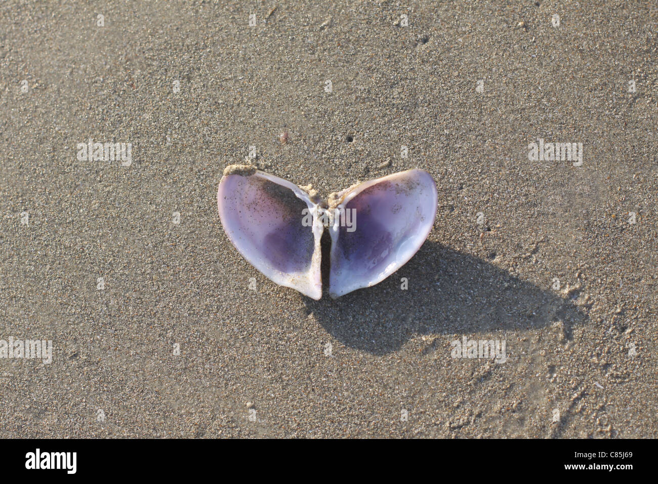 Pearl at Beach Stock Photo - Alamy