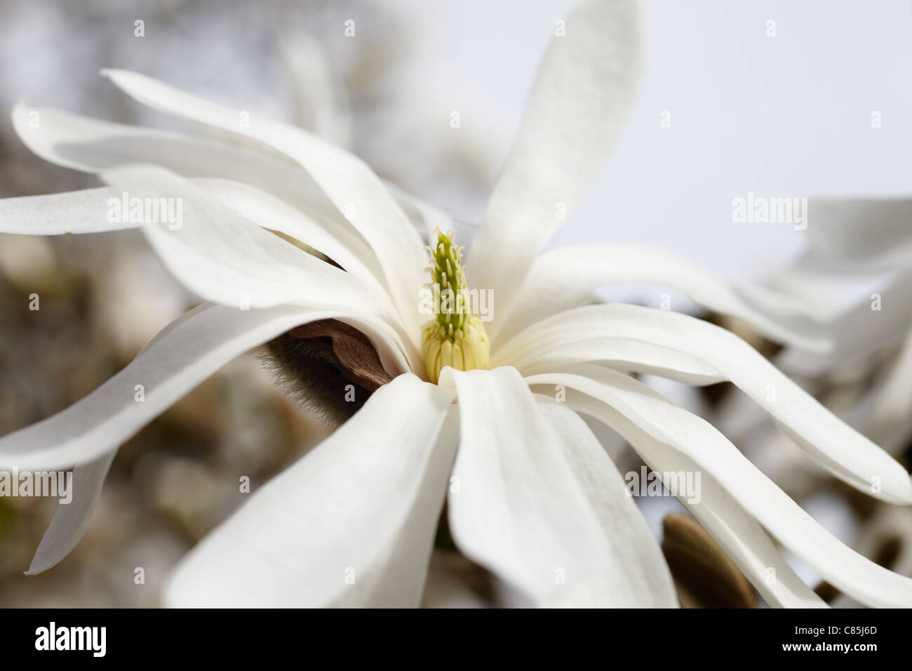 Magnolia tree without flowers hi-res stock photography and images - Alamy