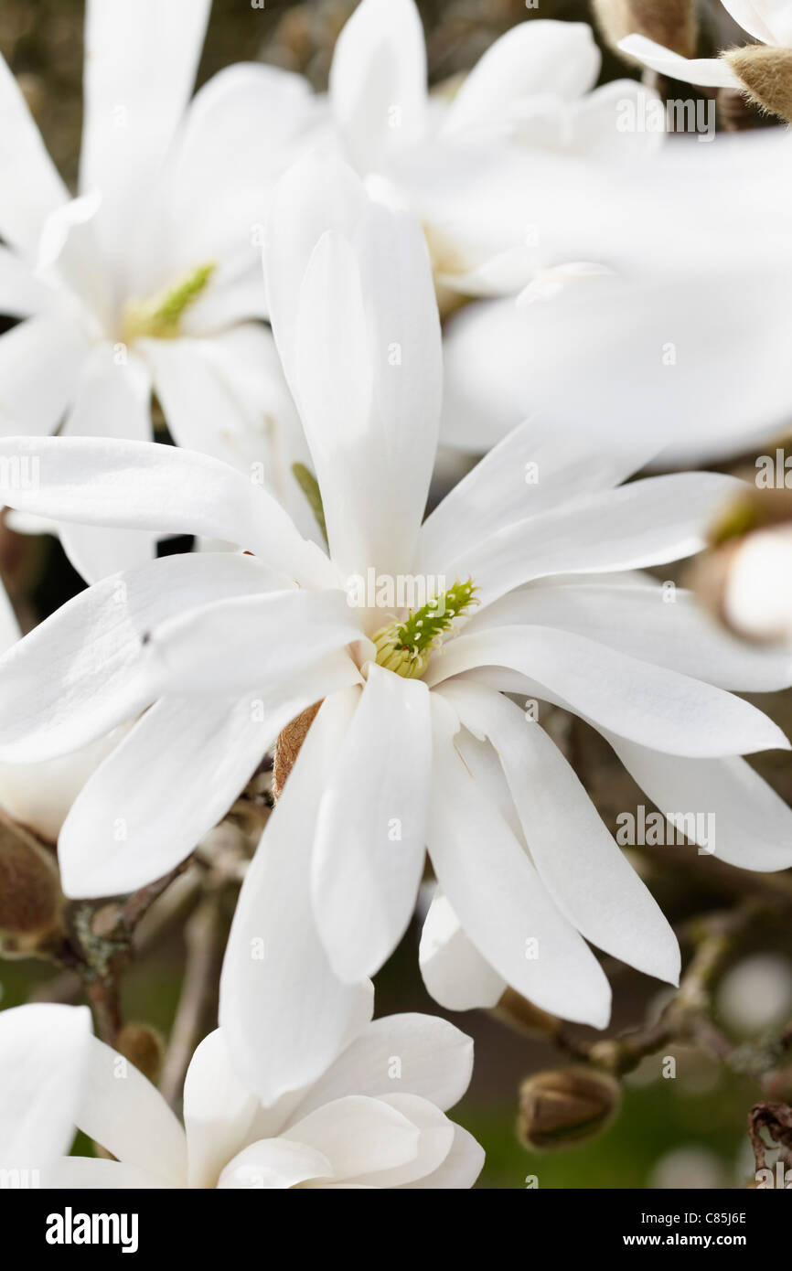 Magnolia tree without flowers hi-res stock photography and images - Alamy