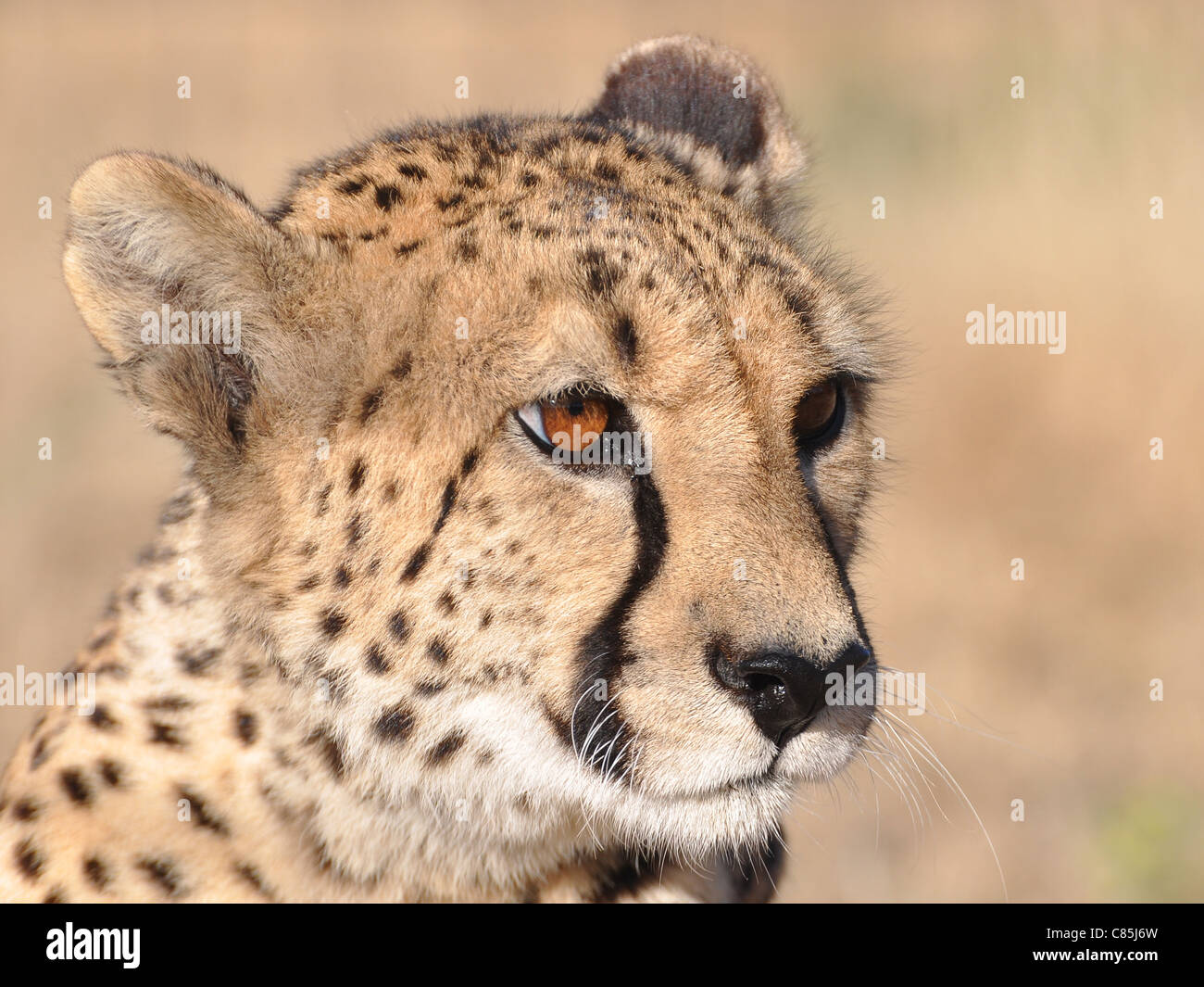 Cheetah eyes stalking hi-res stock photography and images - Alamy