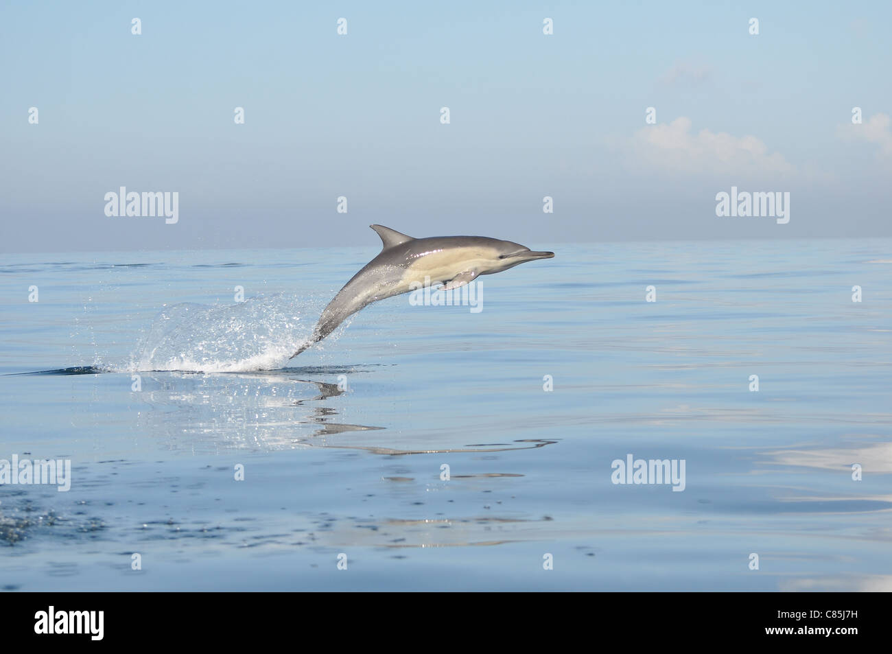 Dolphin playing in the sunshine Stock Photo - Alamy