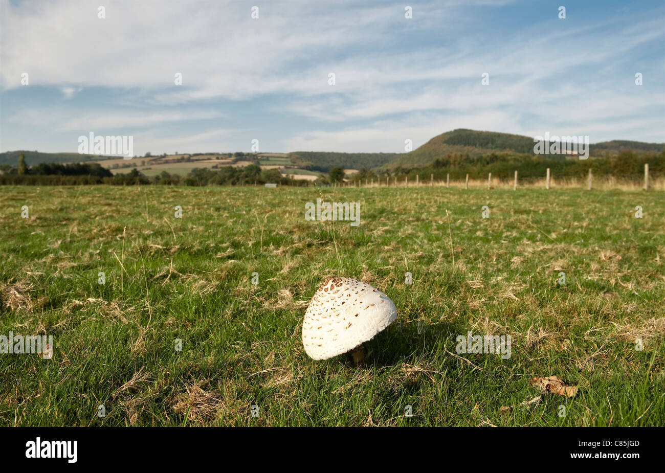 A field mushroom (agaricus campestris) growing in a Herefordshire field ...