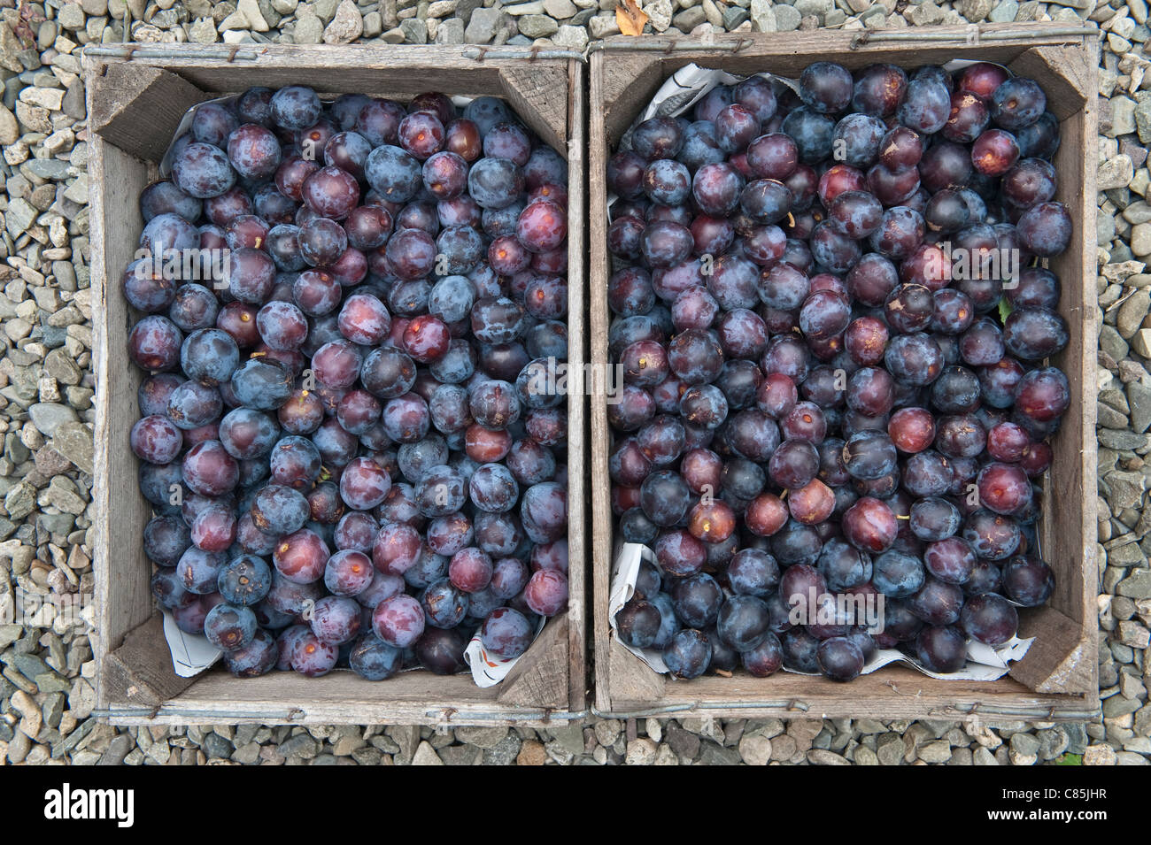 Two boxes full of freshly picked garden plums Stock Photo - Alamy