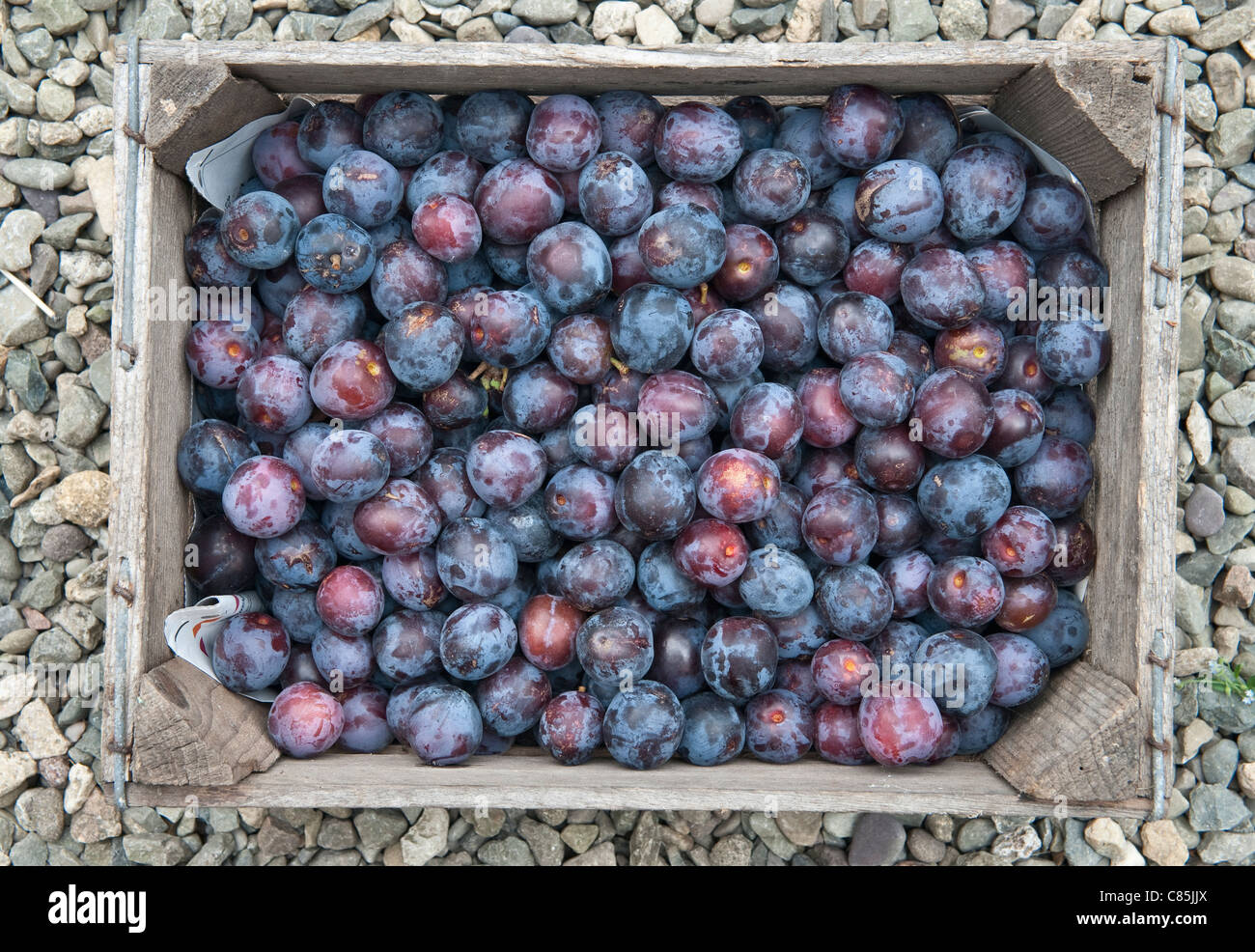 Uk plums hi-res stock photography and images - Alamy