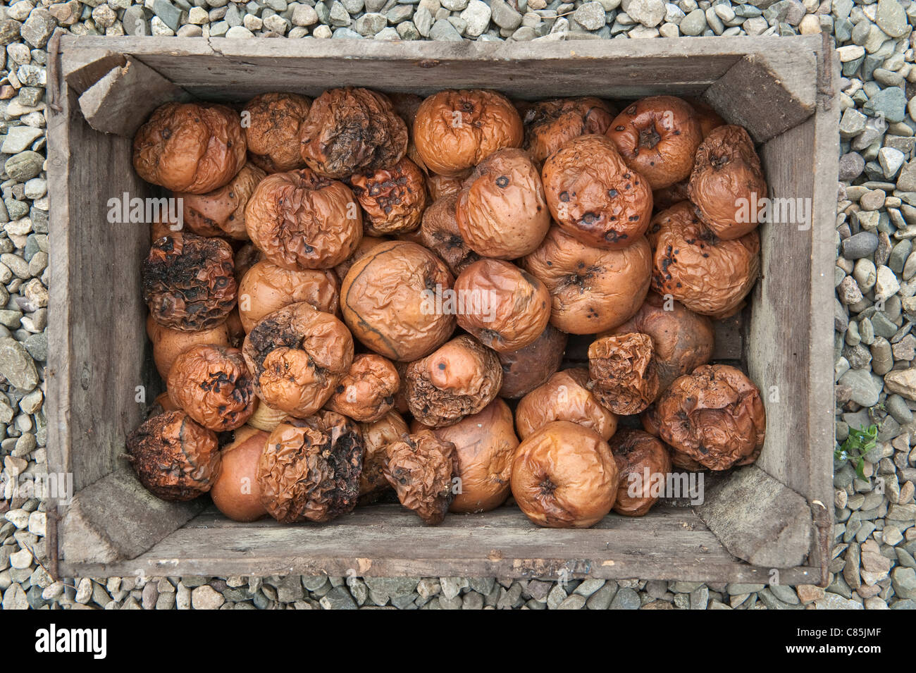 A box full of rotten apples, UK Stock Photo - Alamy