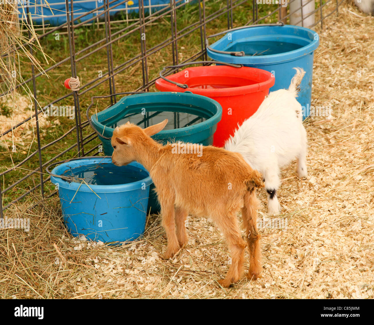 Show goats hi-res stock photography and images - Alamy