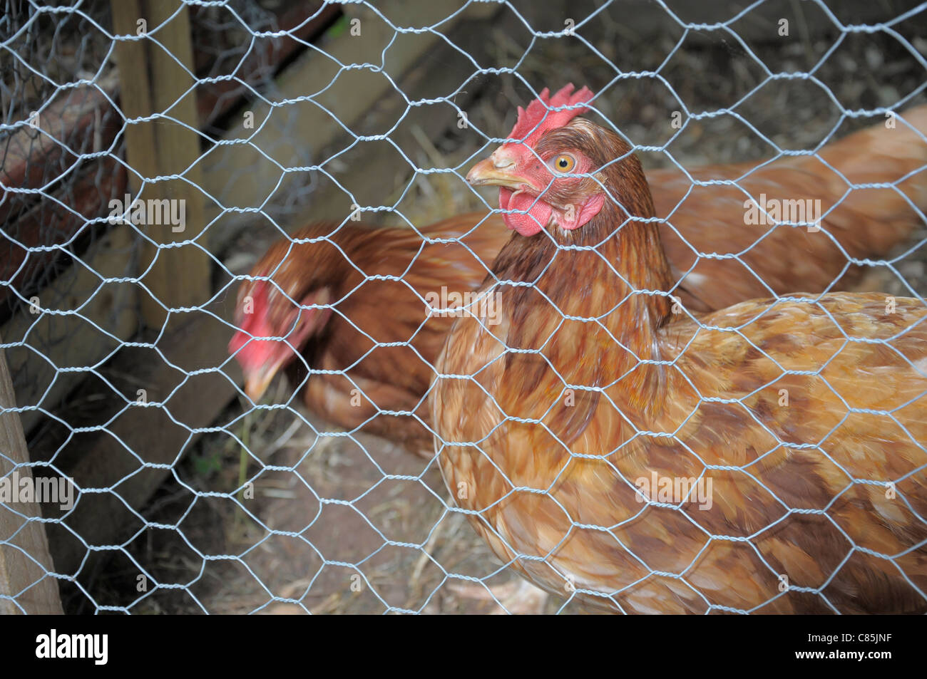 Chickens seen behind wire of their coop Stock Photo - Alamy