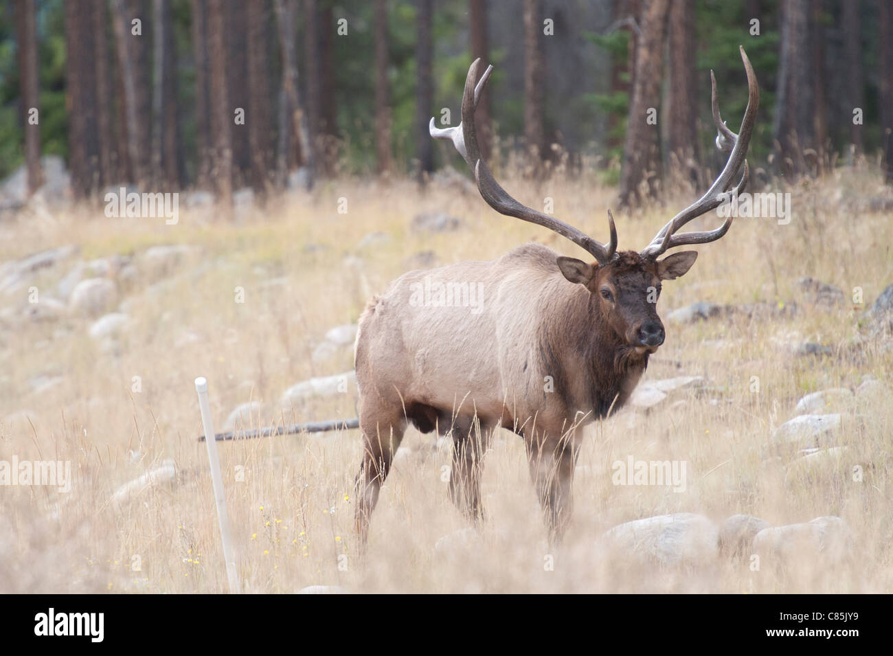 Male Elk during the rutting season Stock Photo - Alamy