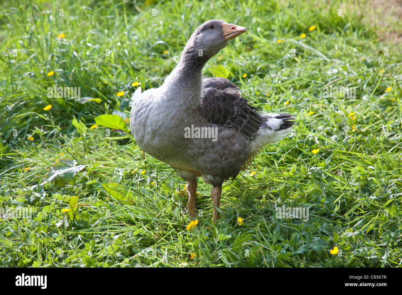 Utility Toulouse goose on a meadow, Hampshire, England, United Kingdom ...