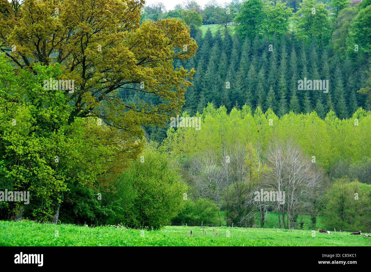Valley of Varenne (river), meadow, oak tree, poplar, pines (Domfront ...
