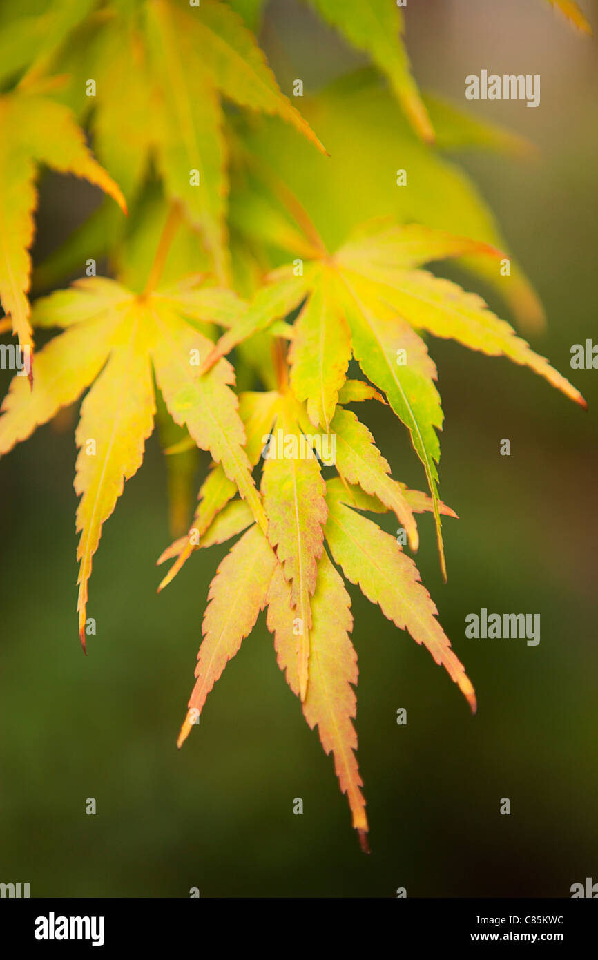 Close-up of Autumn Leaves, Seattle, Washington, USA Stock Photo - Alamy
