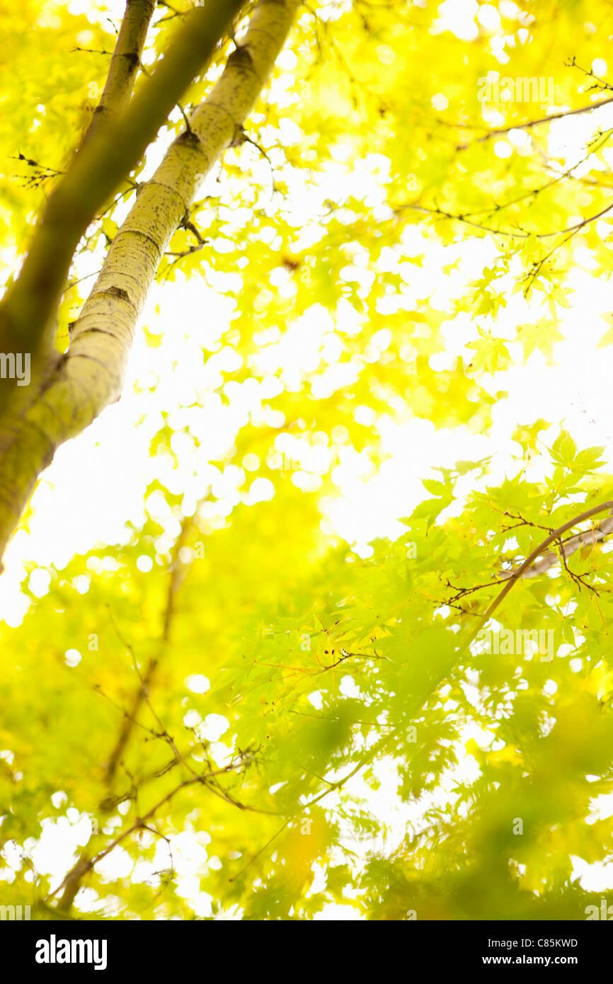 Low branching trees hi-res stock photography and images - Alamy