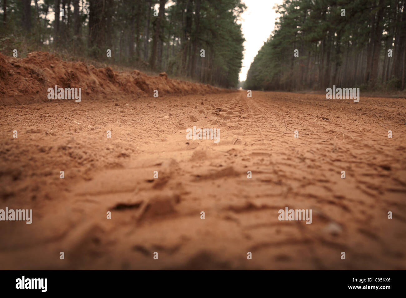 Sam houston national forest hi-res stock photography and images - Alamy
