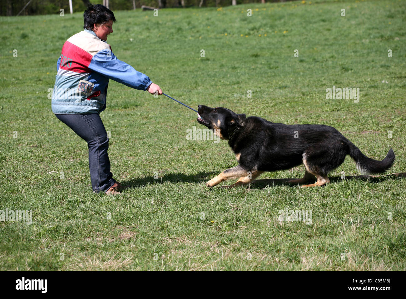 Dog training. German Shepherd Stock Photo - Alamy