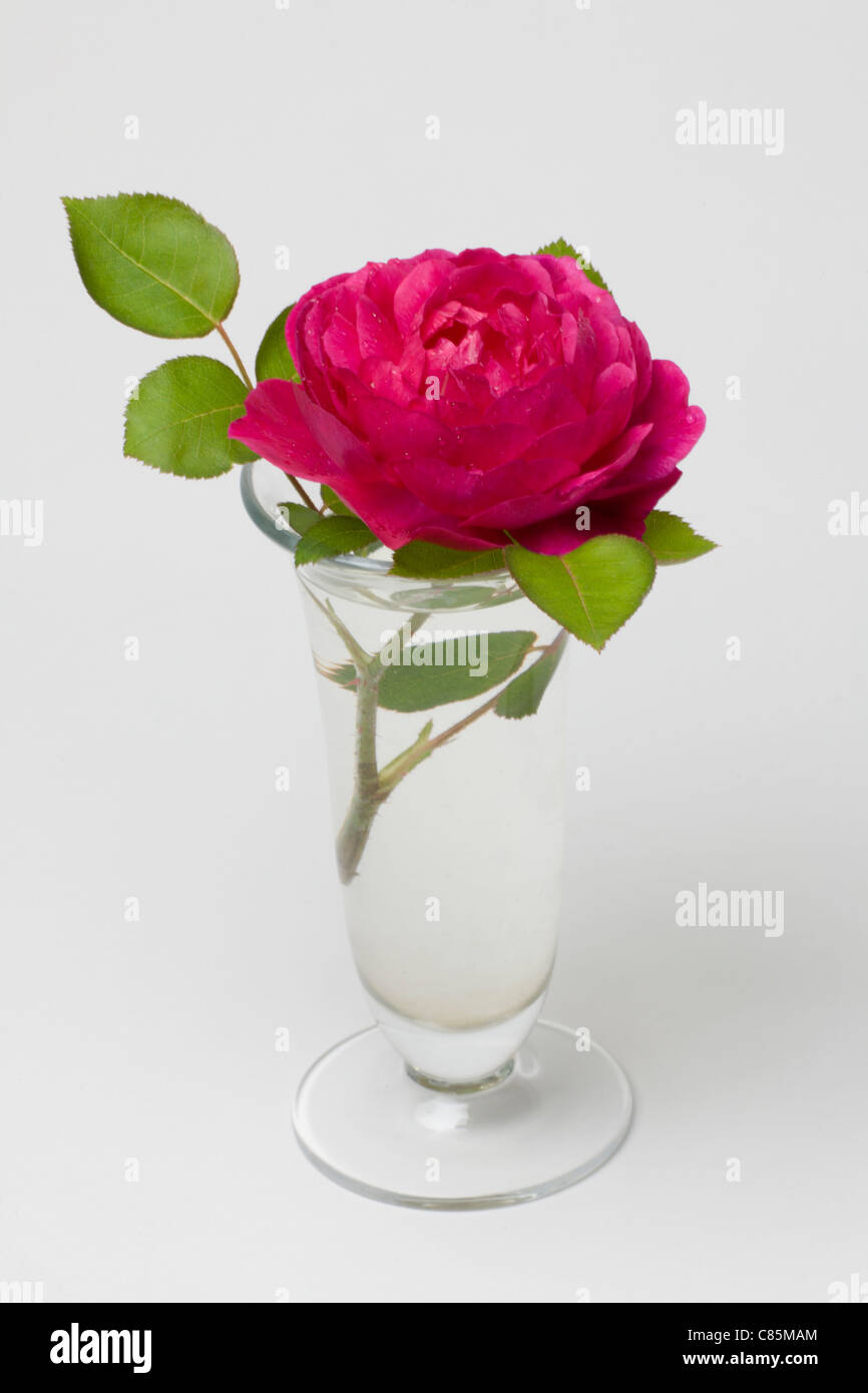 Single Red Rose Stock Photo - Alamy
